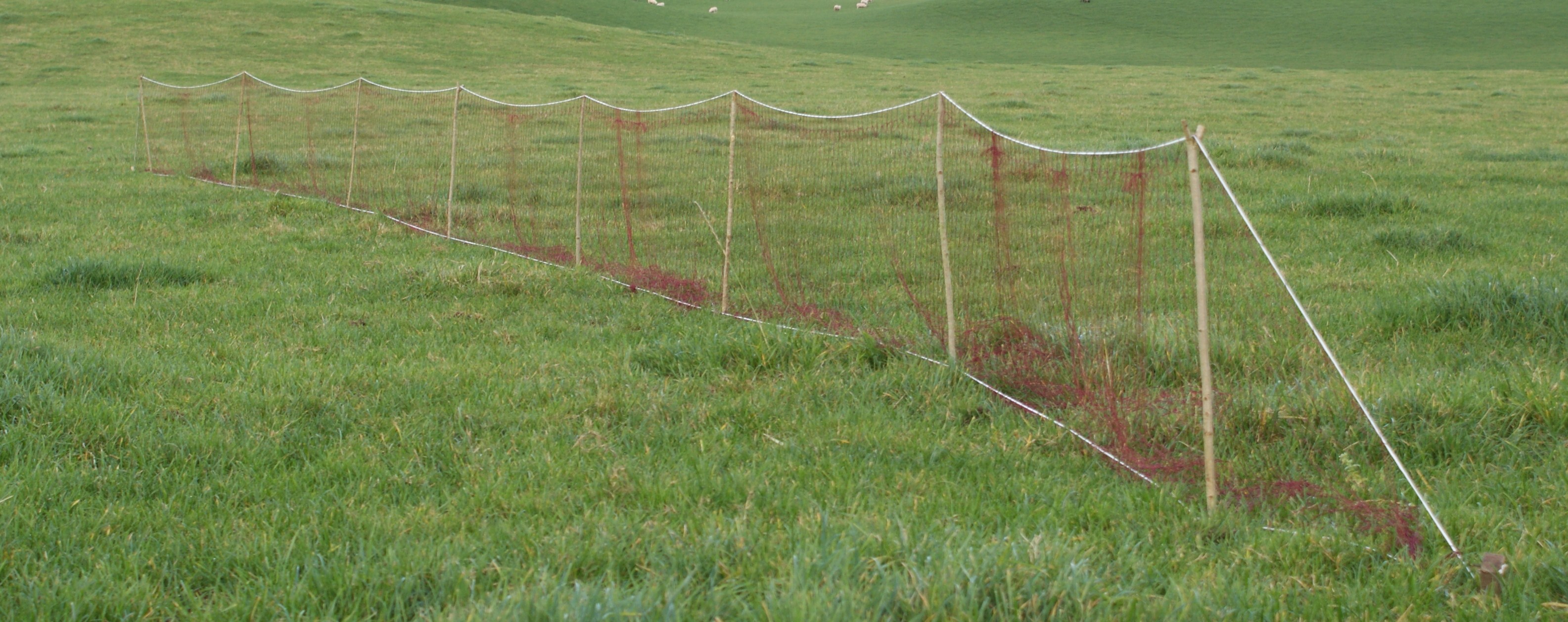 Learning in progress… Longnetting – Bog Myrtle & Peat