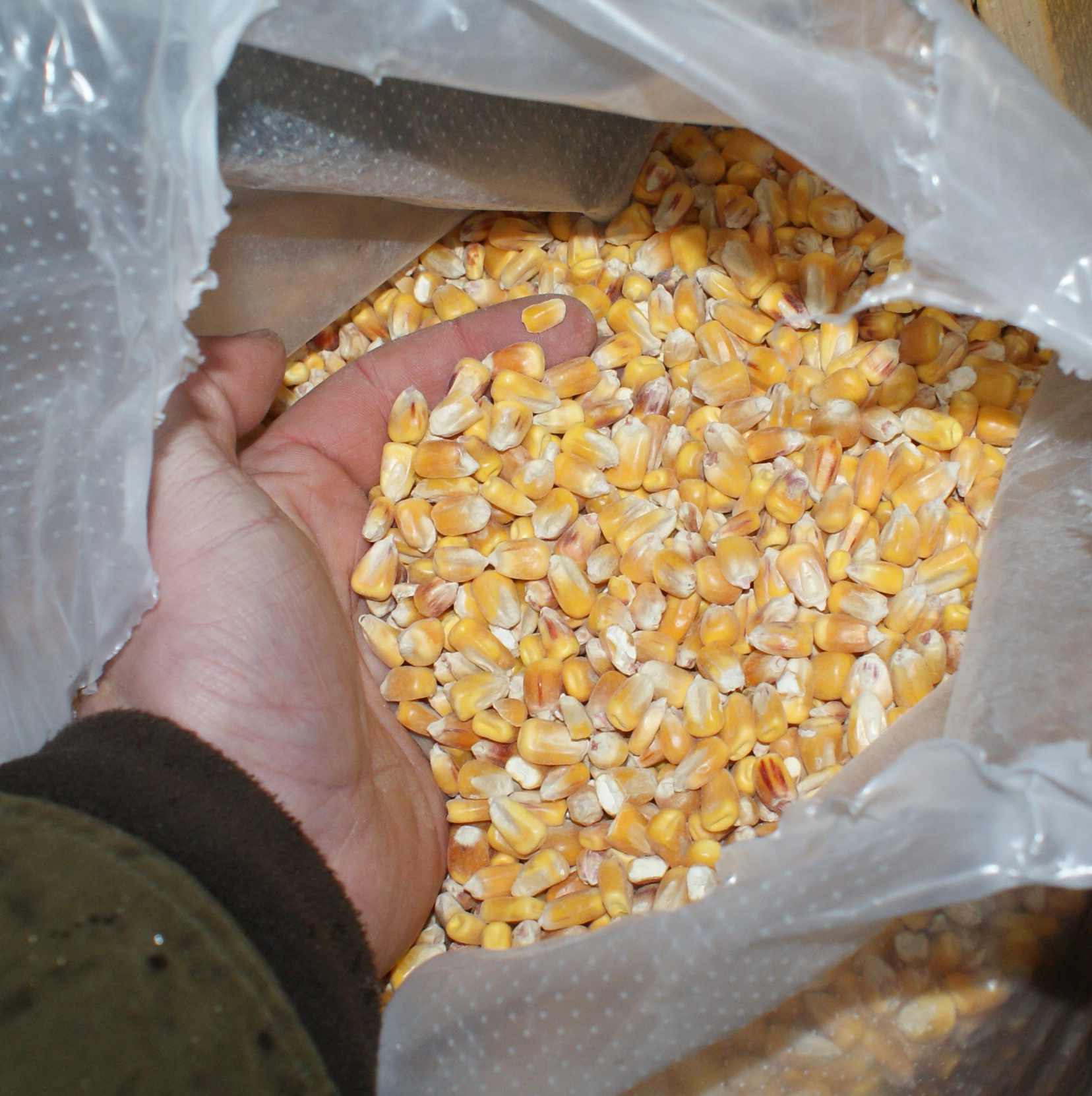 A Maize Experiment – Bog Myrtle & Peat