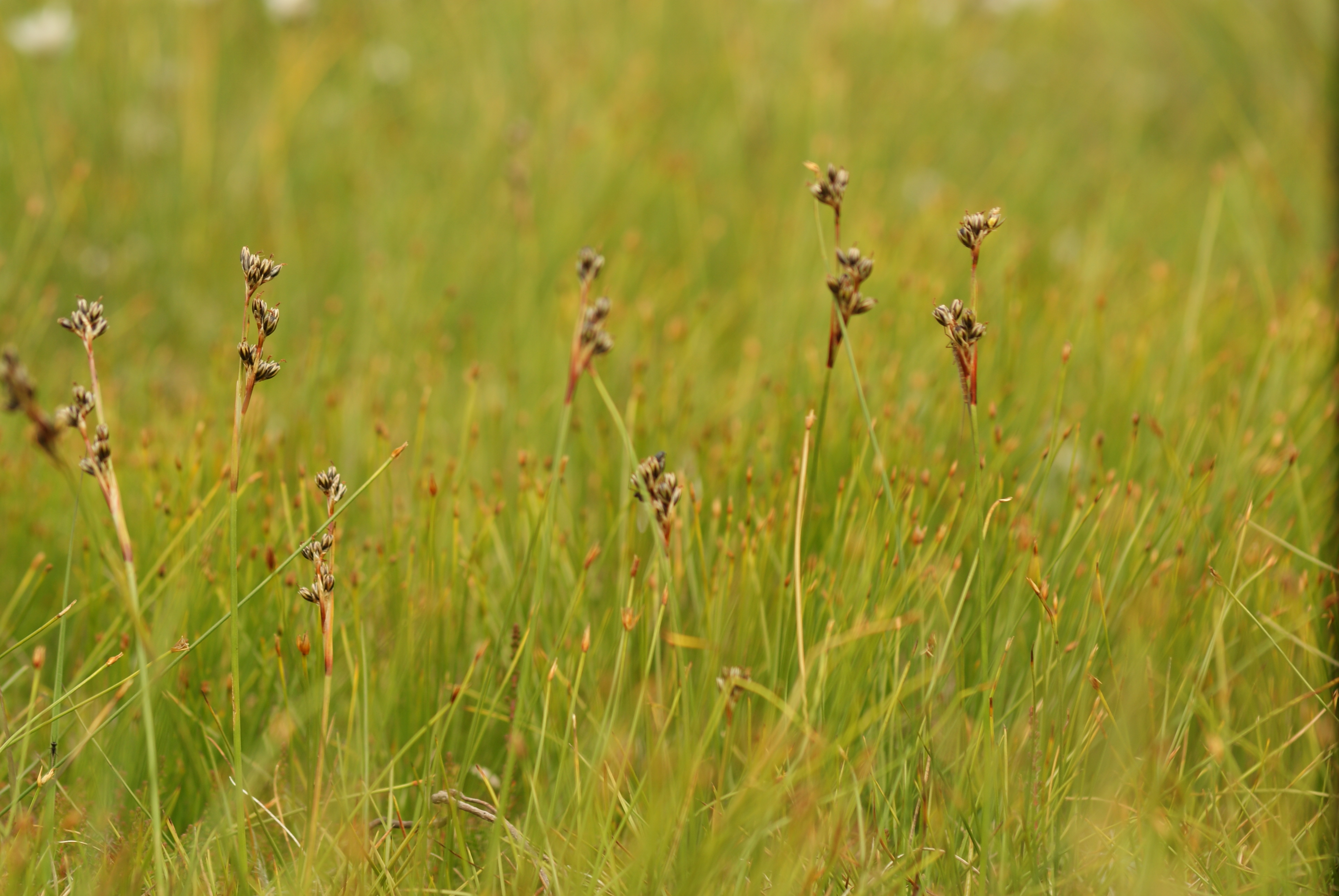 Diet Detective – Bog Myrtle & Peat