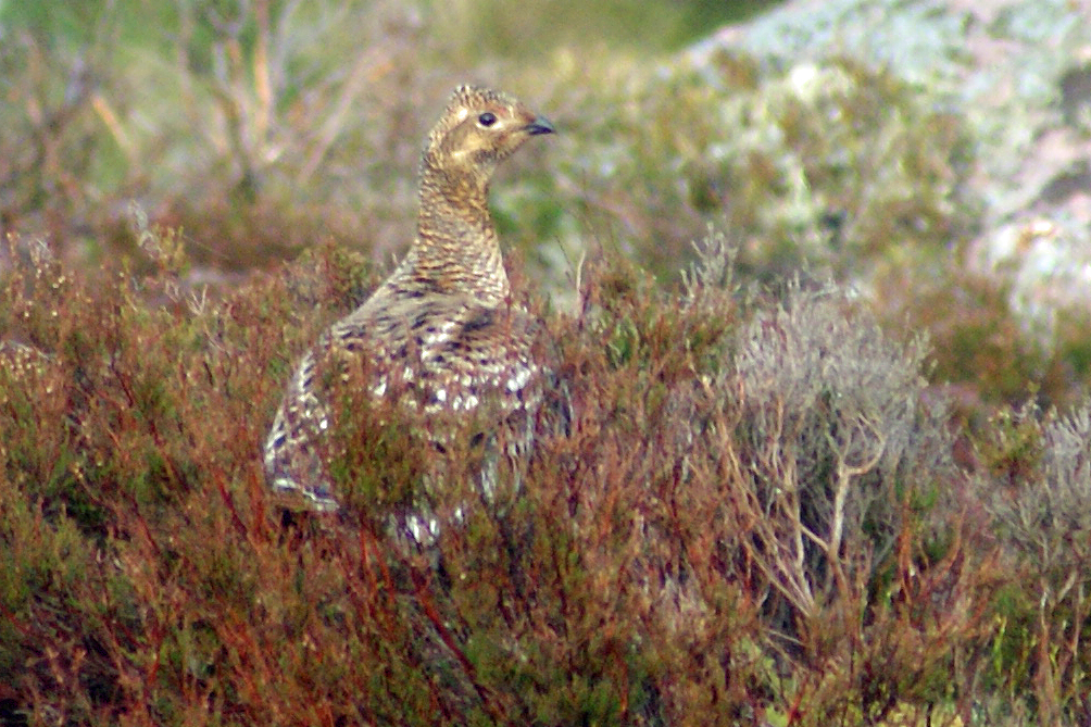 The North East – Bog Myrtle & Peat
