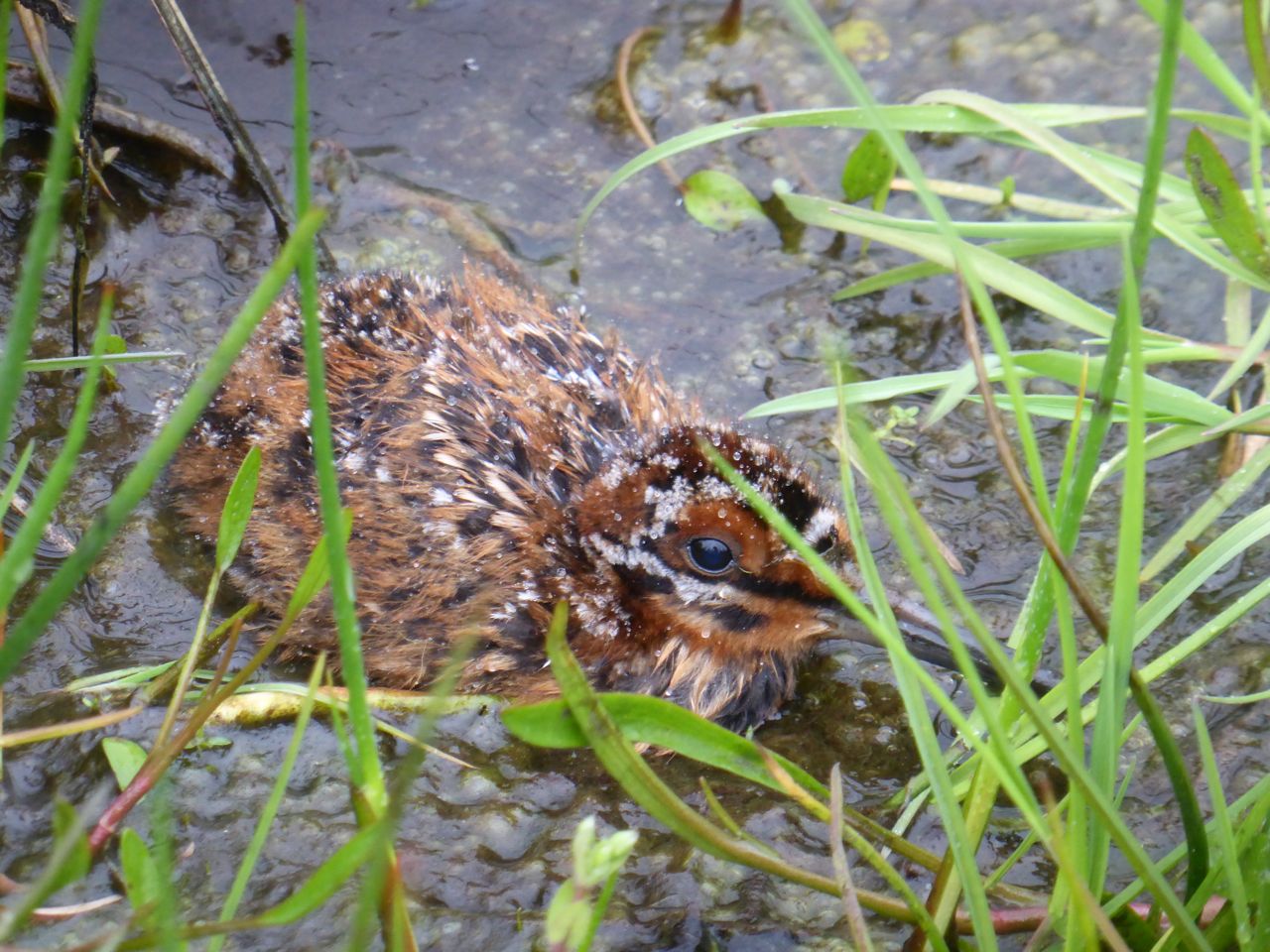 Snipe Chicks – Bog Myrtle & Peat