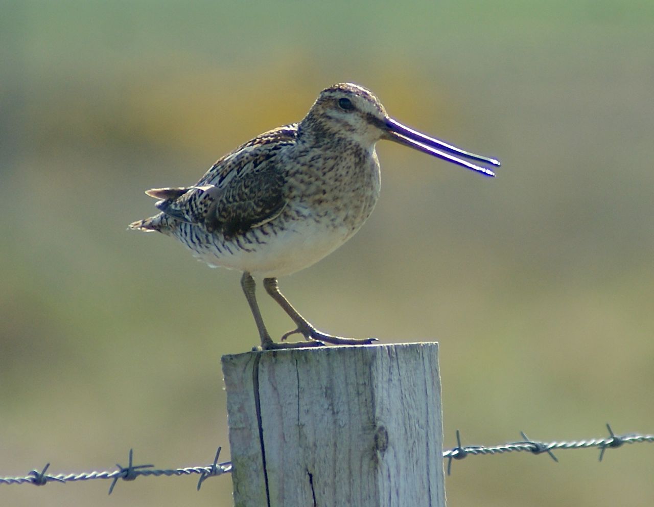 Snipe Song – Bog Myrtle & Peat