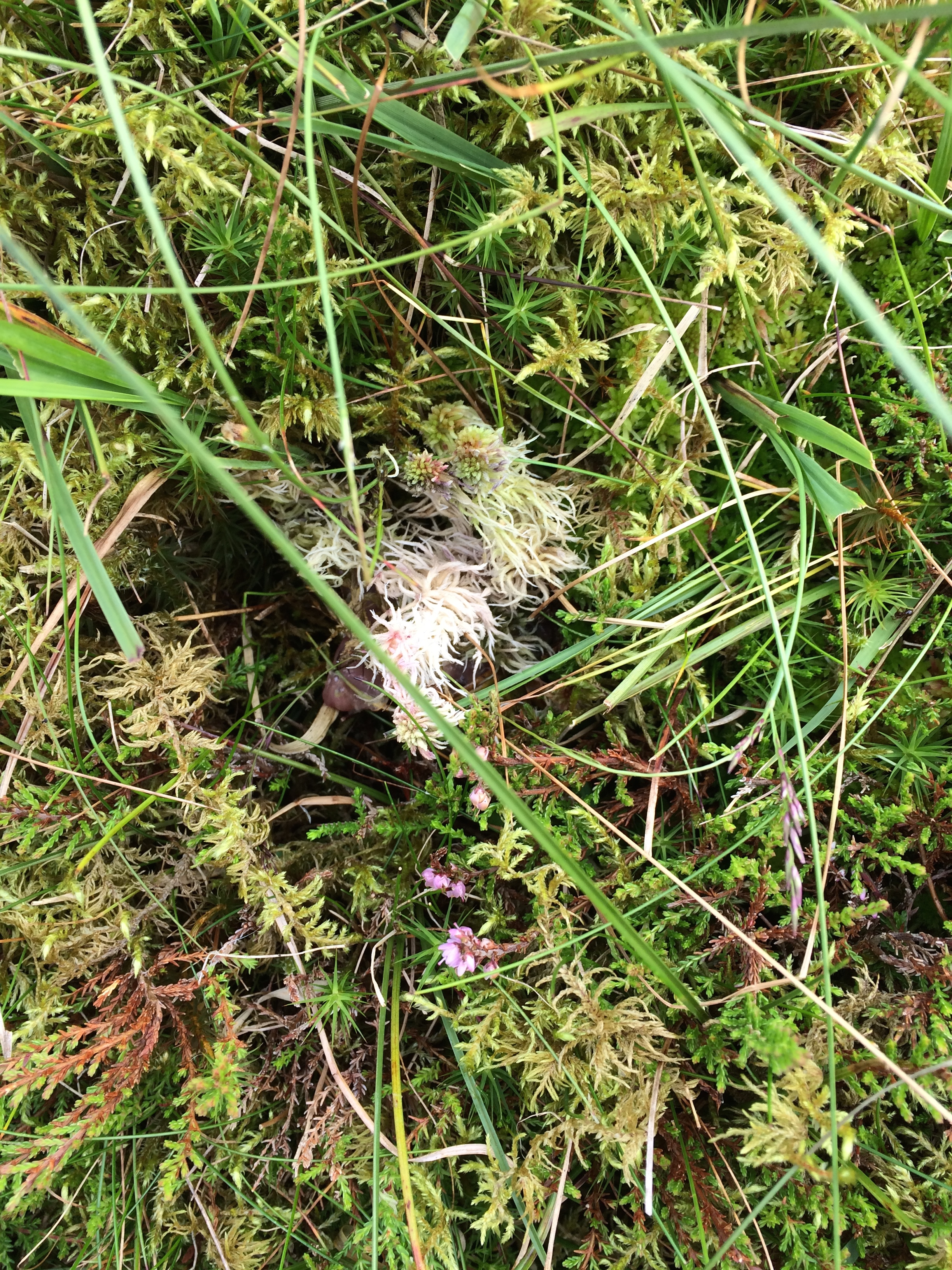 A Fox’s Larder – Bog Myrtle & Peat