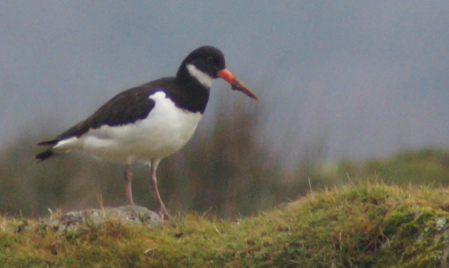 Winter Waders – Bog Myrtle & Peat