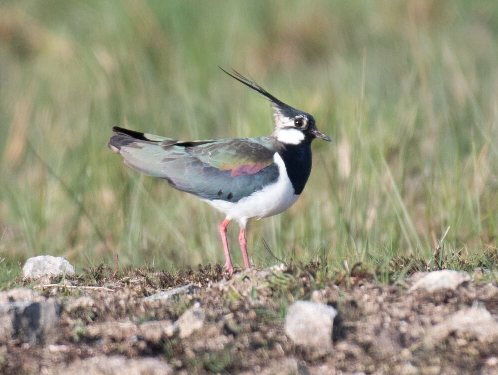 Working for Waders – Bog Myrtle & Peat