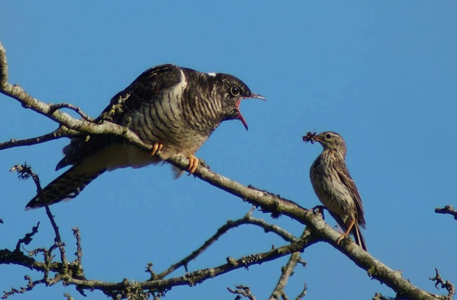 Cuckoo Chicks – Bog Myrtle & Peat