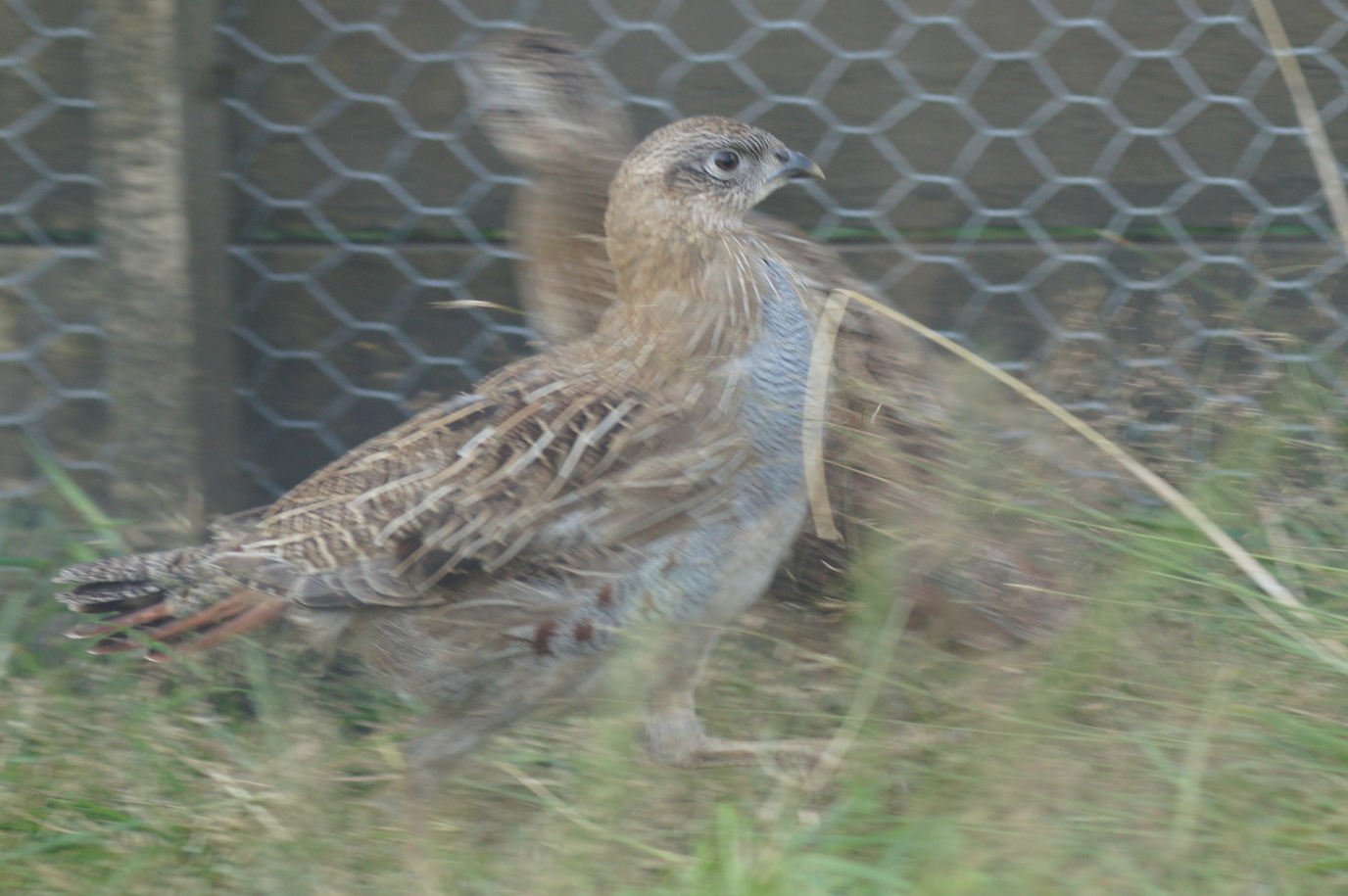 Poult Progress – Bog Myrtle & Peat