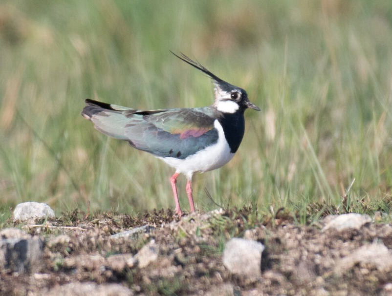 Lapwings in the dark – Bog Myrtle & Peat
