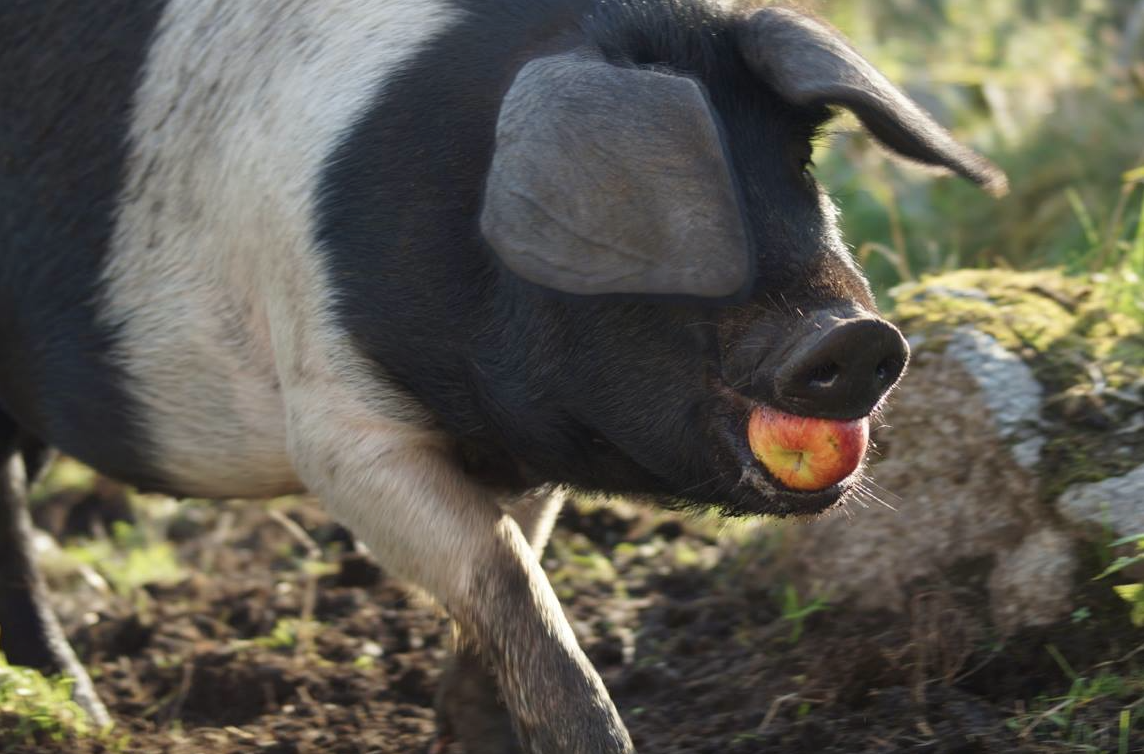 Pork – Bog Myrtle & Peat