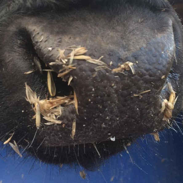 Sacrificial Crops? – Bog Myrtle & Peat