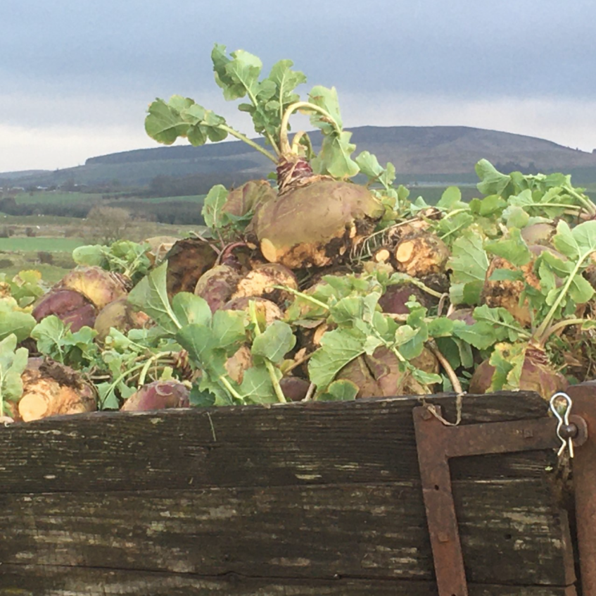 Endless Turnips – Bog Myrtle & Peat