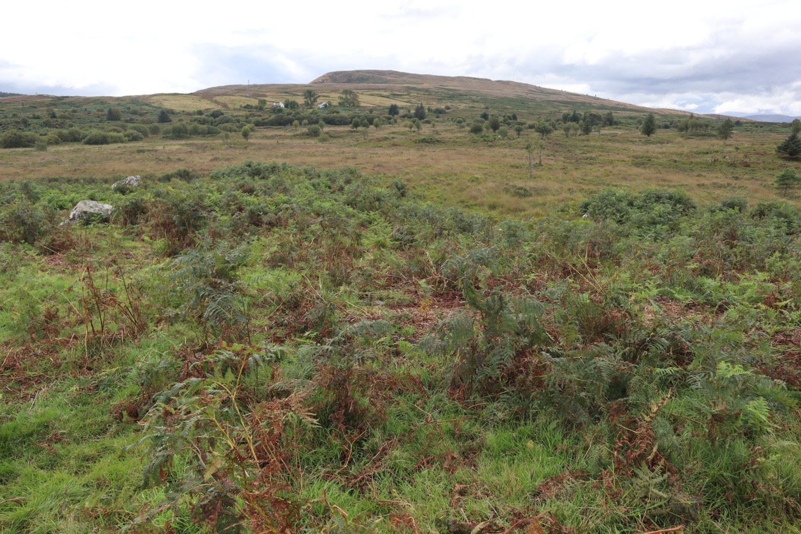 Cattle and Bracken contd. – Bog Myrtle & Peat