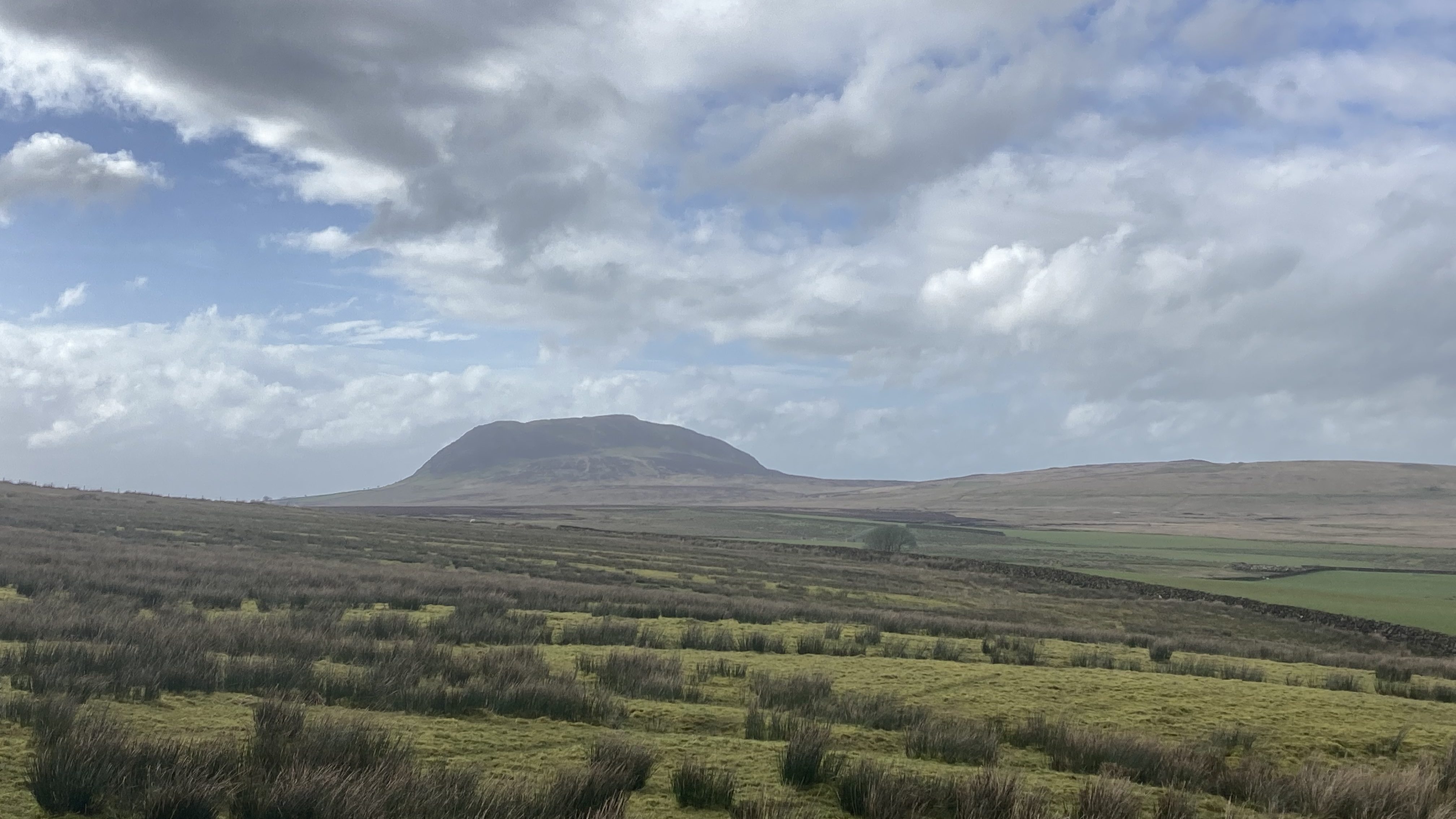 Antrim Curlews – Bog Myrtle & Peat