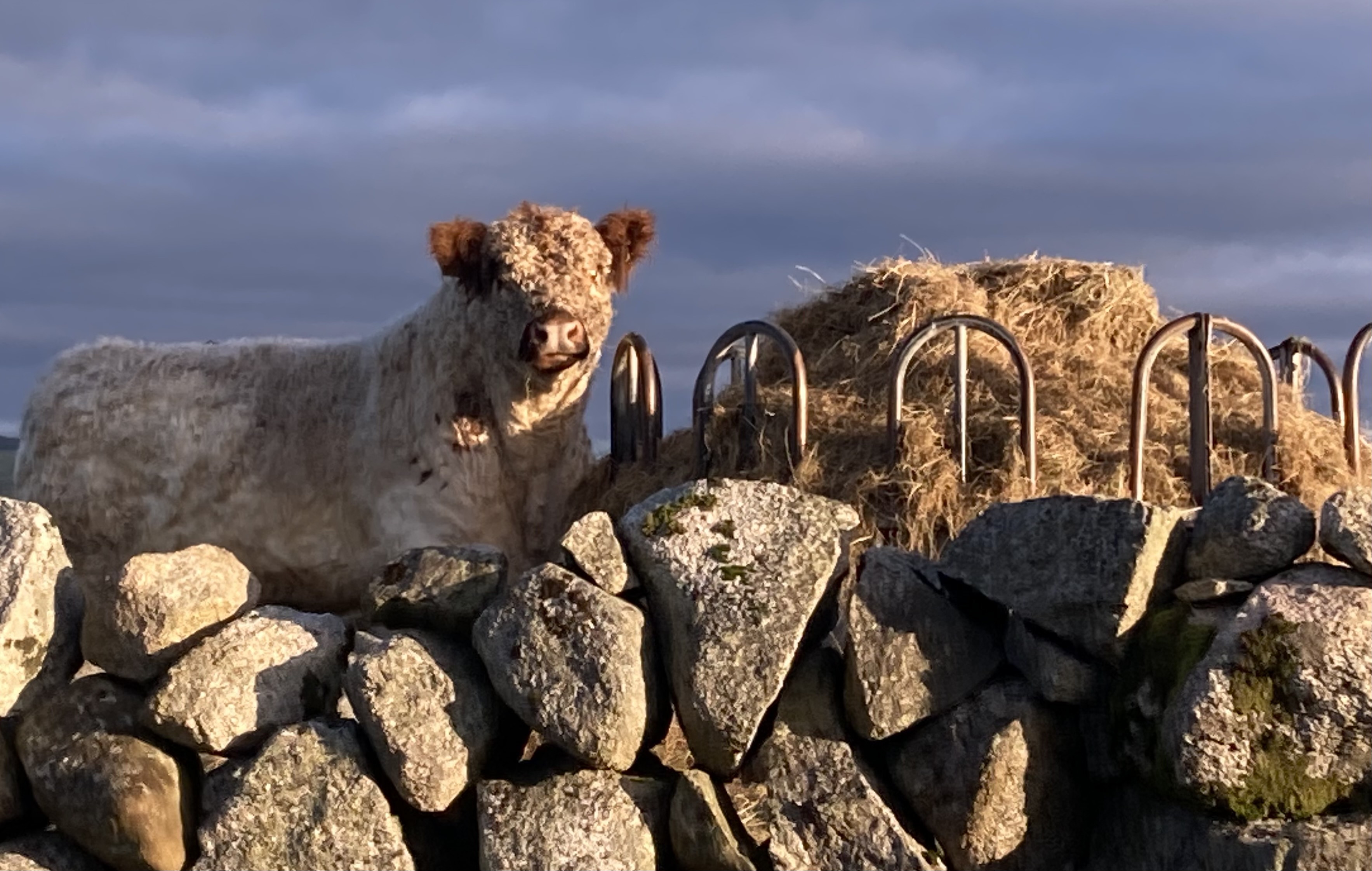 Ahead to 2025 – Bog Myrtle & Peat